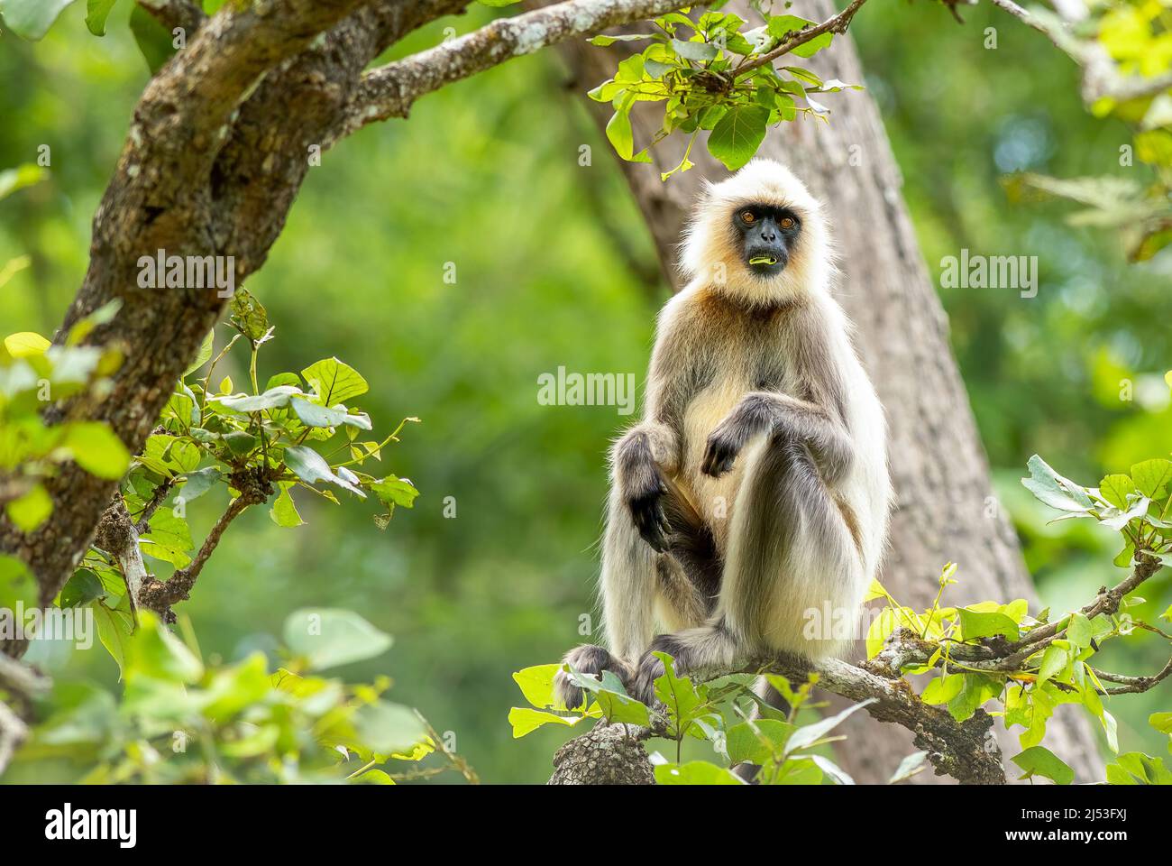 Black Footed Gray Langur chilling on a tree Stock Photo - Alamy