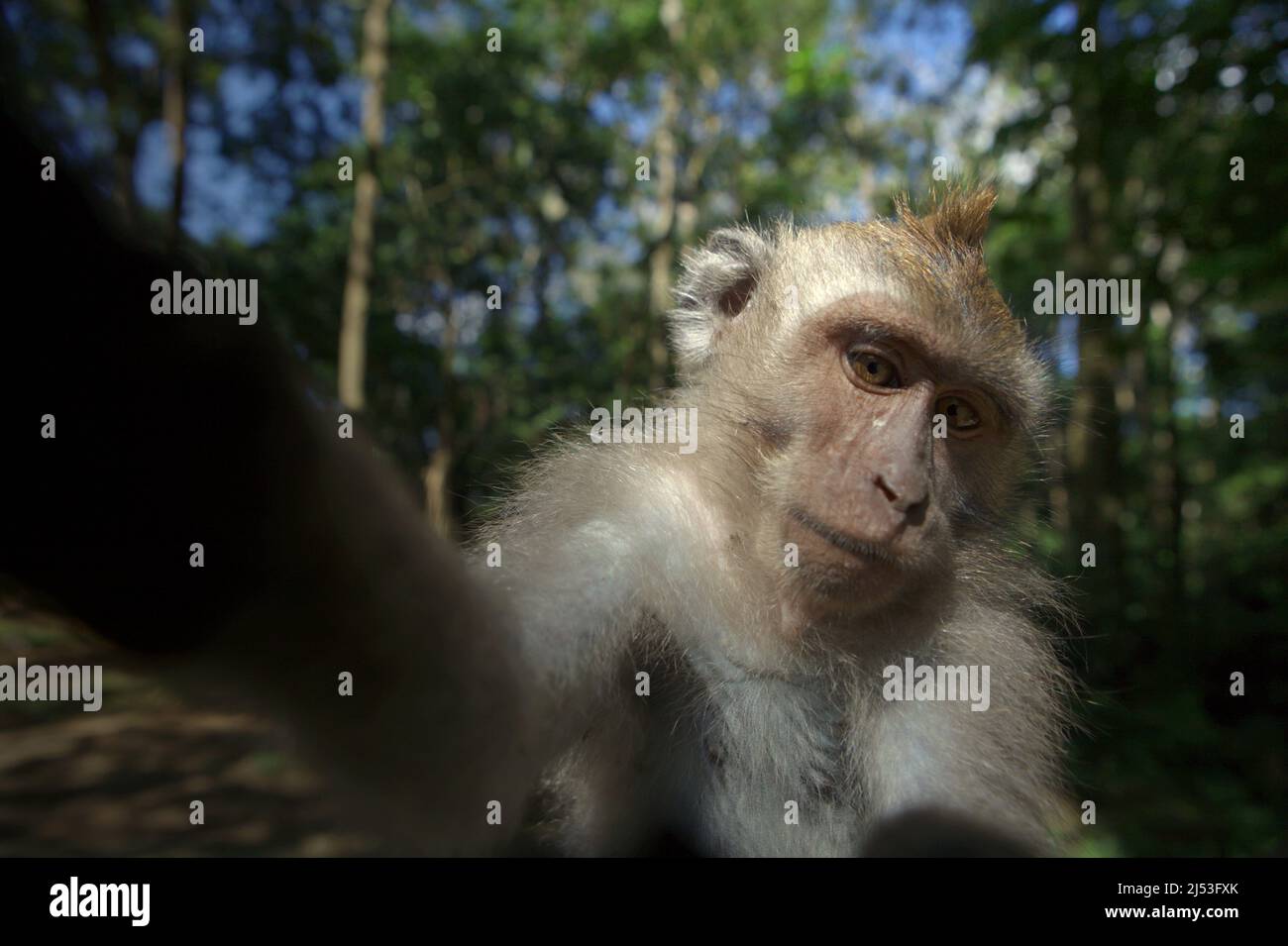 Monkey behaviour science hi-res stock photography and images - Alamy