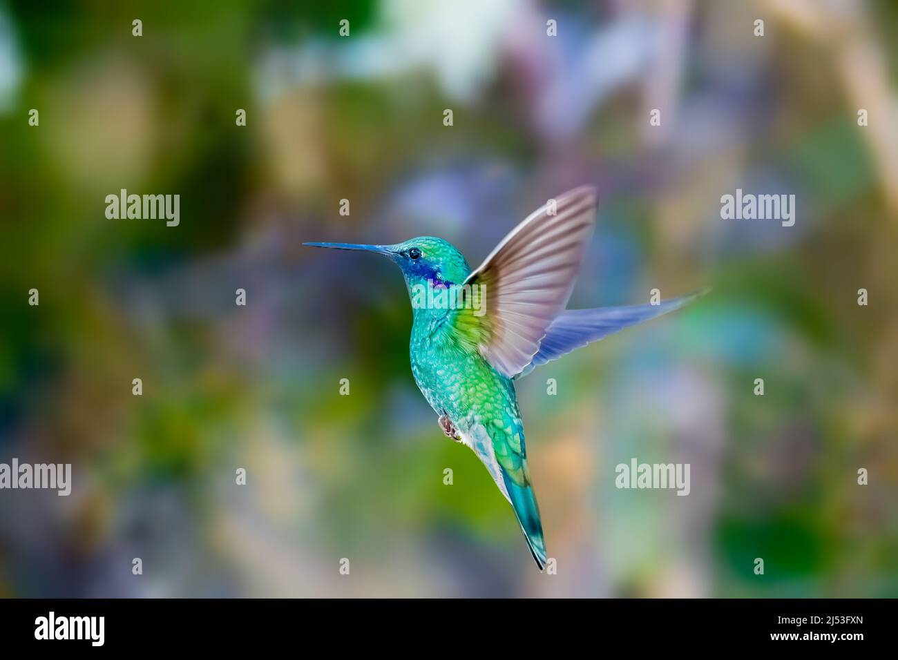 Sparkling Violetear hummingbird showing off his flying skills Stock ...
