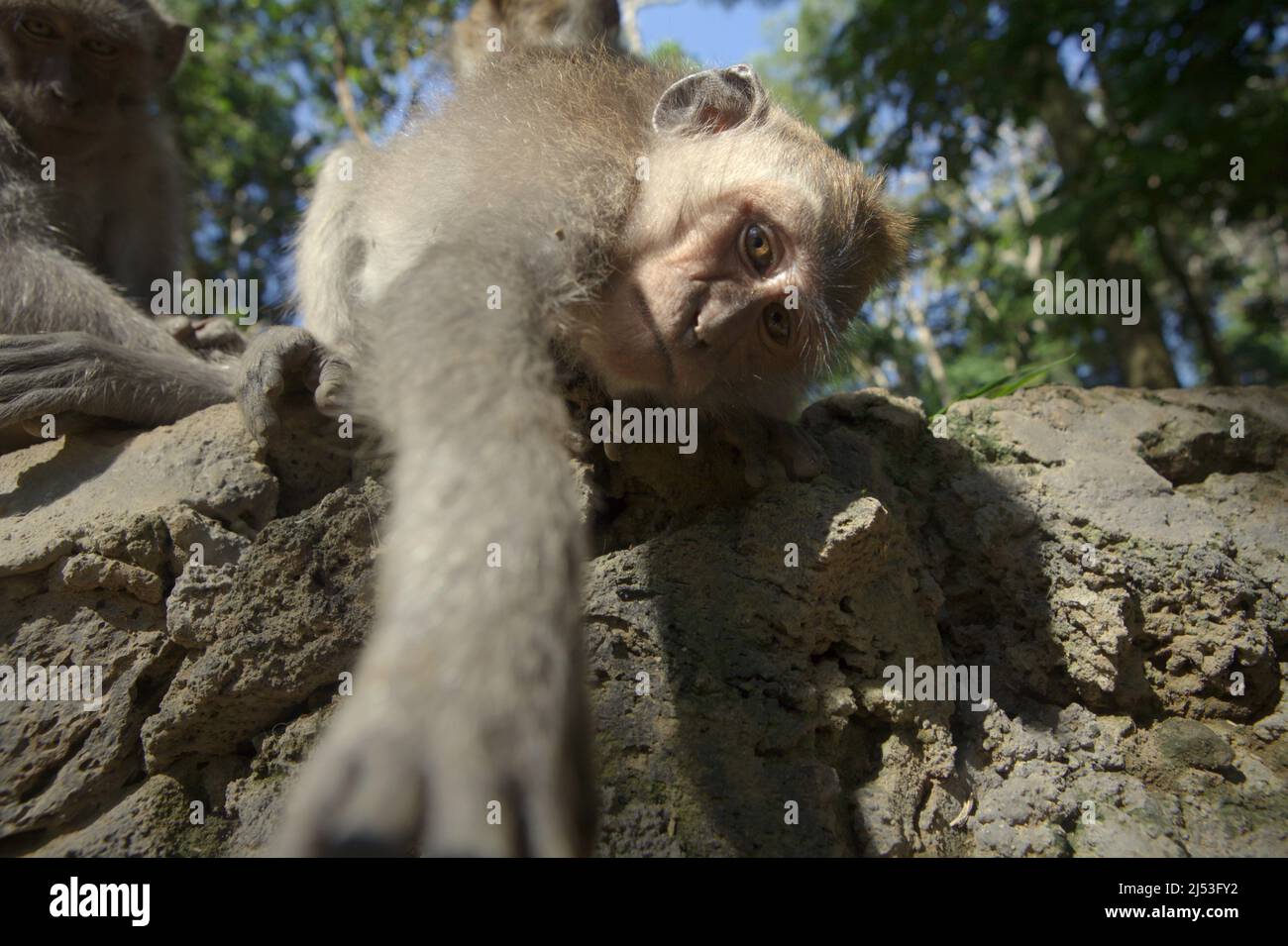 Monkey behaviour science hi-res stock photography and images - Alamy