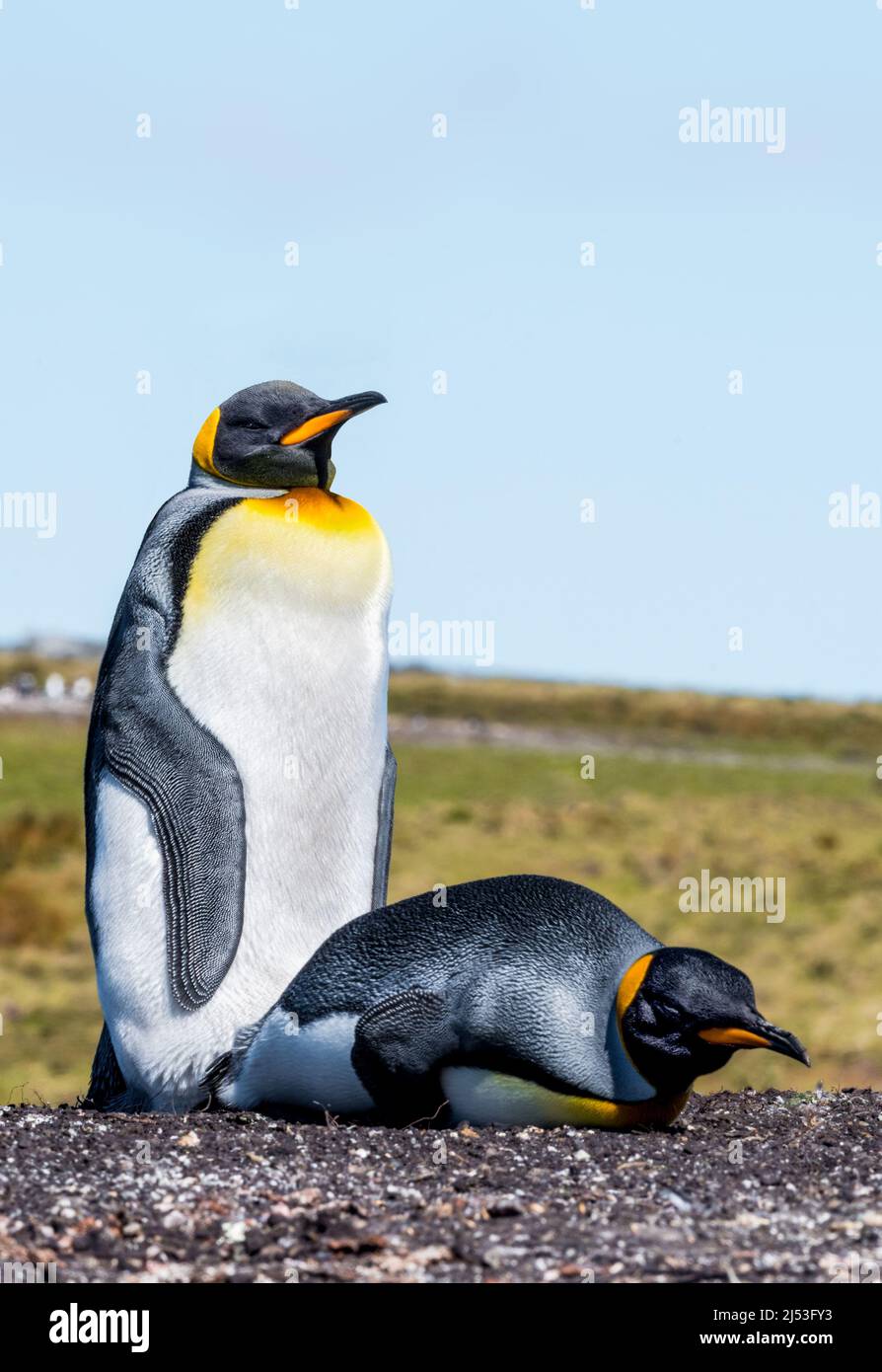 King Penguin couple not netflxing and chilling Stock Photo - Alamy