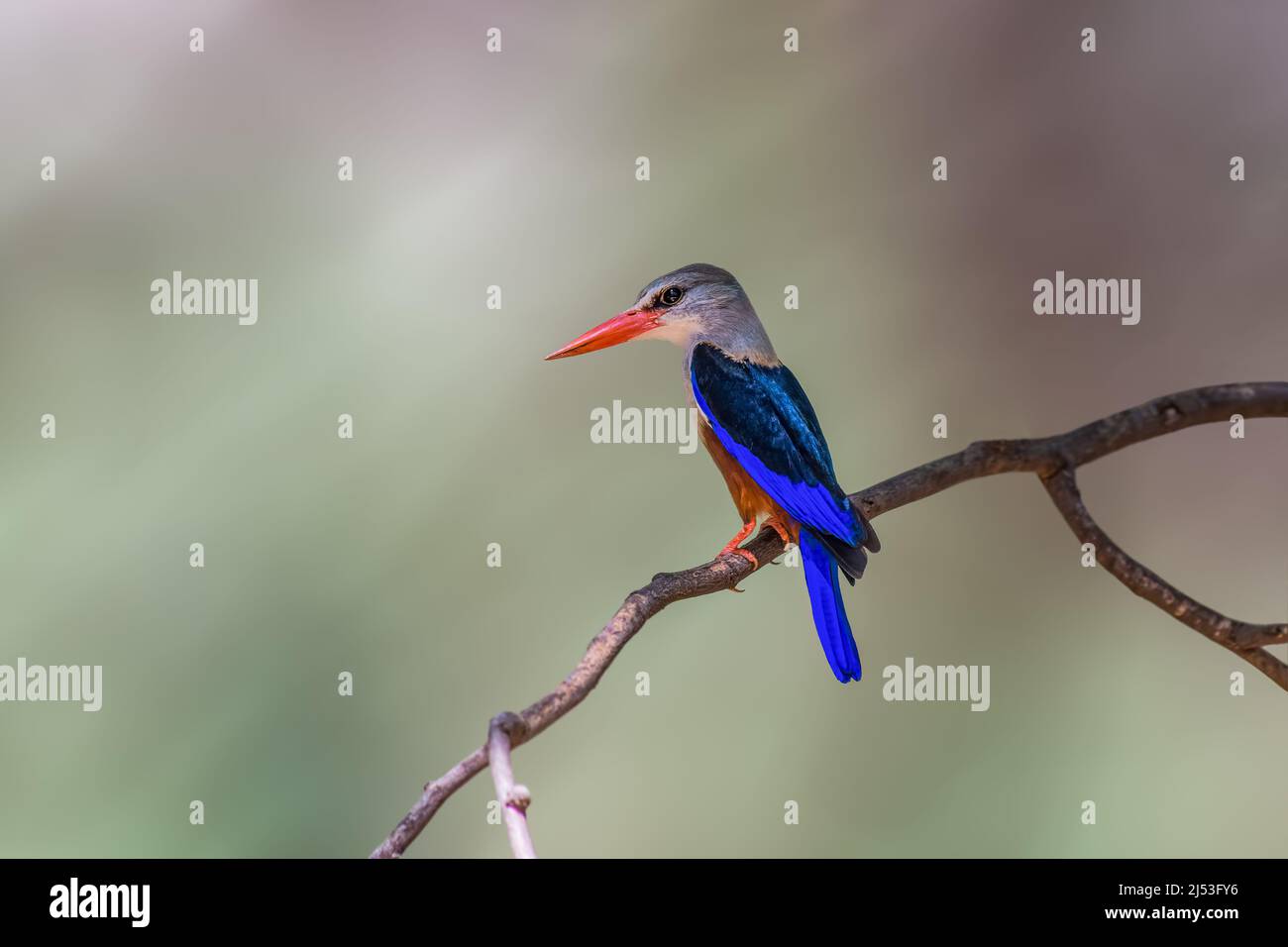 Grey headed kingfisher on a perch hi-res stock photography and images ...