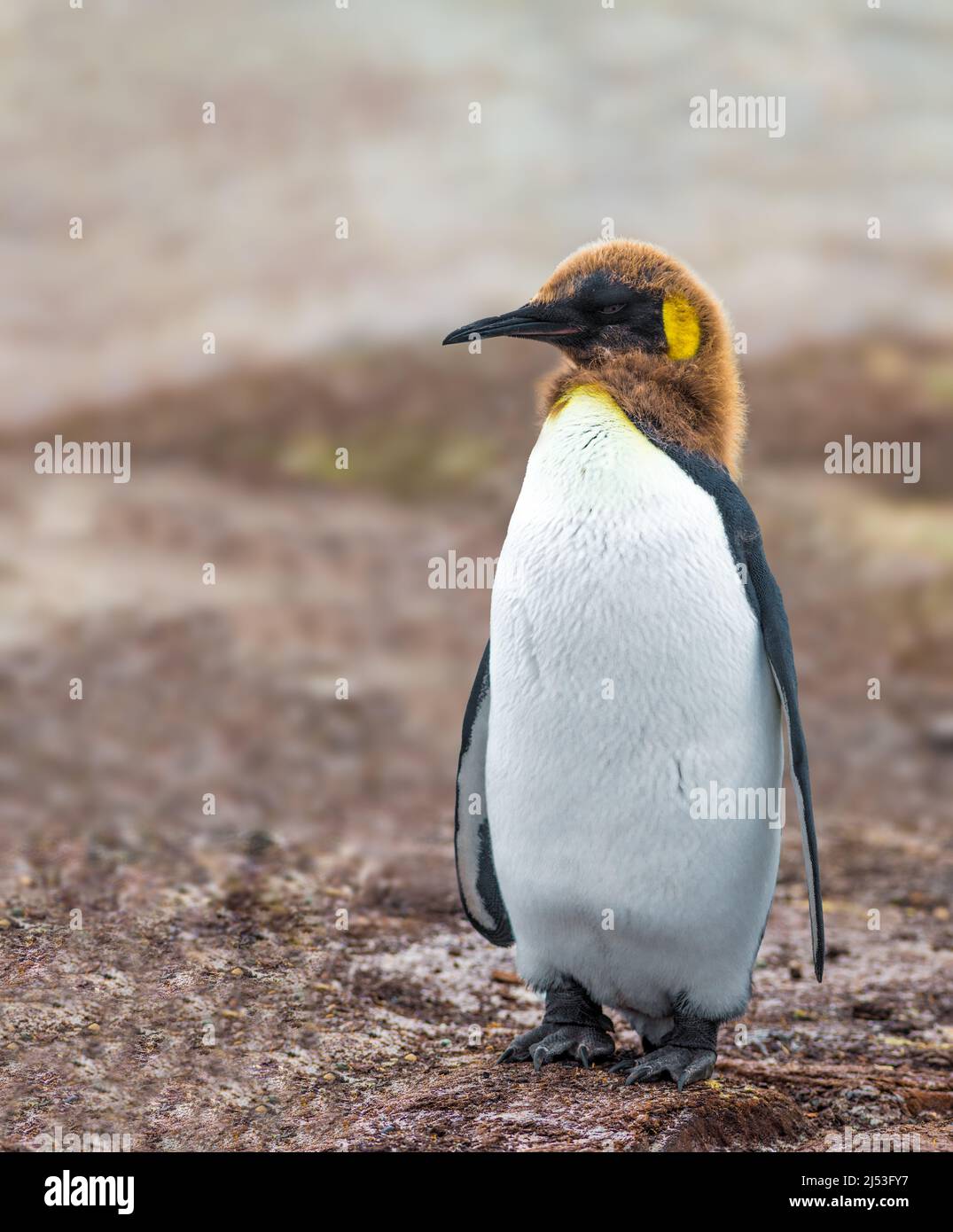 King Penguin juvenile basking in the sun Stock Photo - Alamy