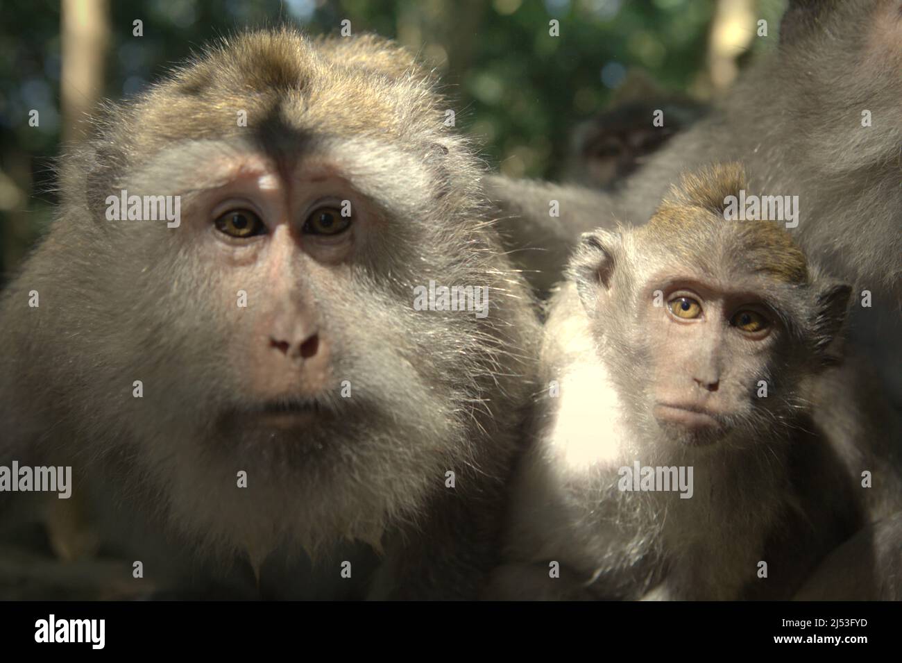 Monkey behaviour science hi-res stock photography and images - Alamy