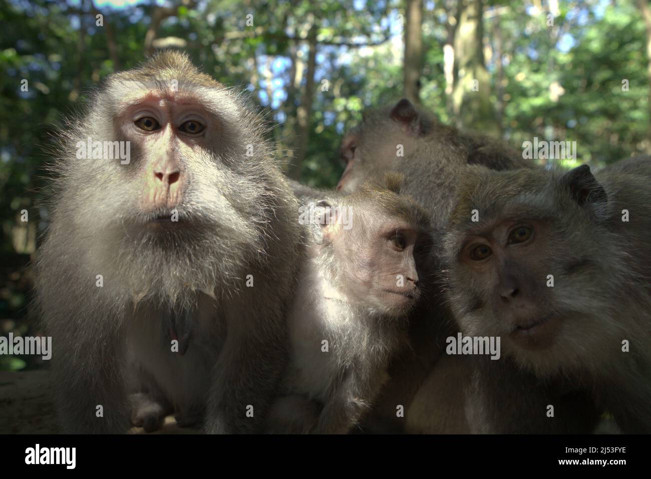 Monkey behaviour science hi-res stock photography and images - Alamy