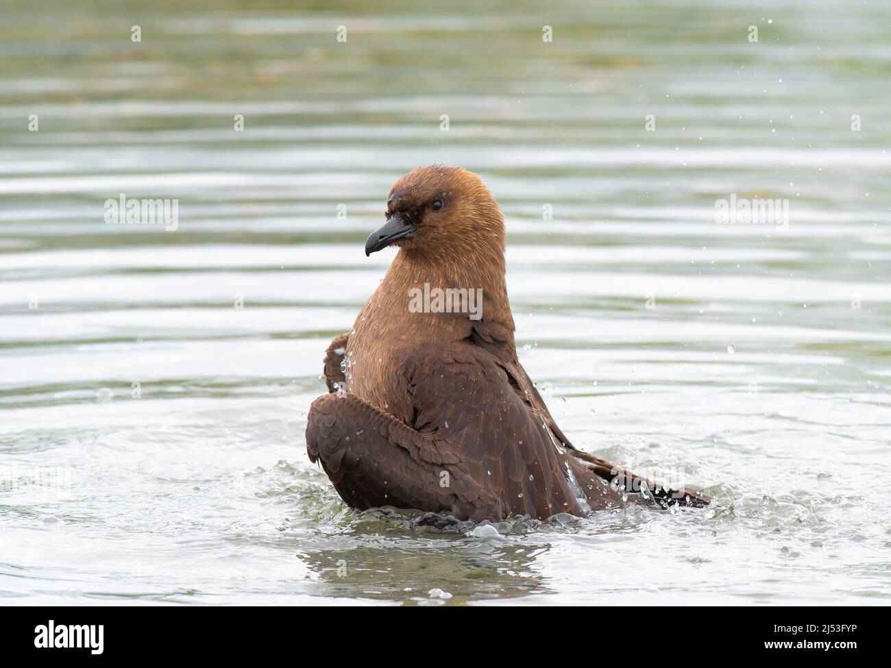 Brown Skua bathing in the cold South Georgia waters Stock Photo - Alamy