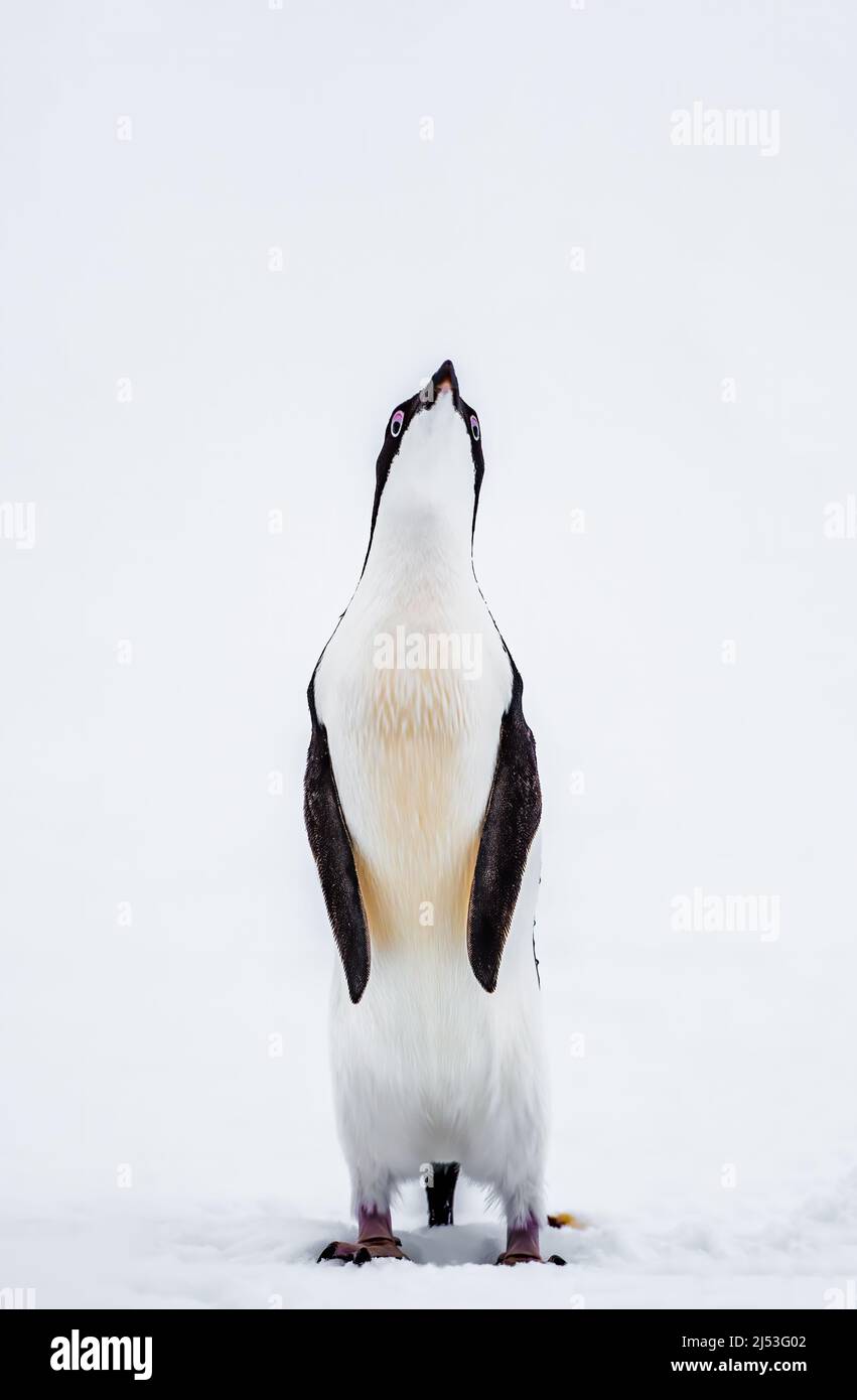 Baby penguin hi-res stock photography and images - Alamy
