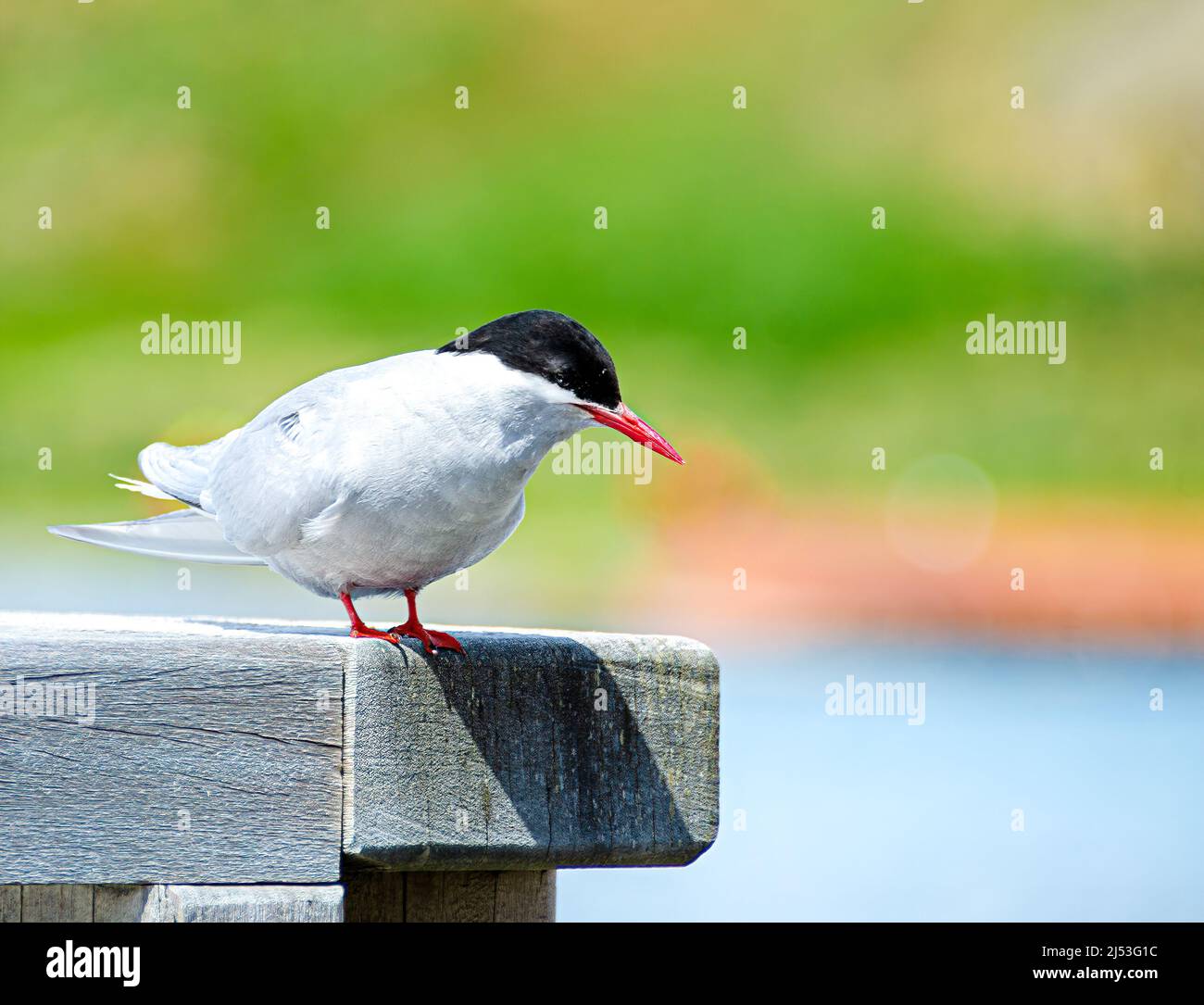 Antarctic Tern on the docks in Falkland Islands Stock Photo - Alamy