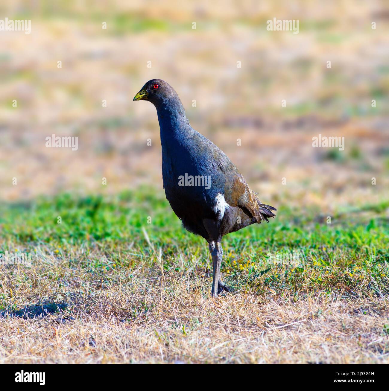 Turbo chook hi-res stock photography and images - Alamy