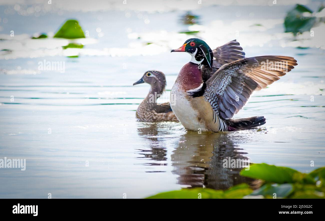 Wood Duck showing off in front of the female Stock Photo - Alamy