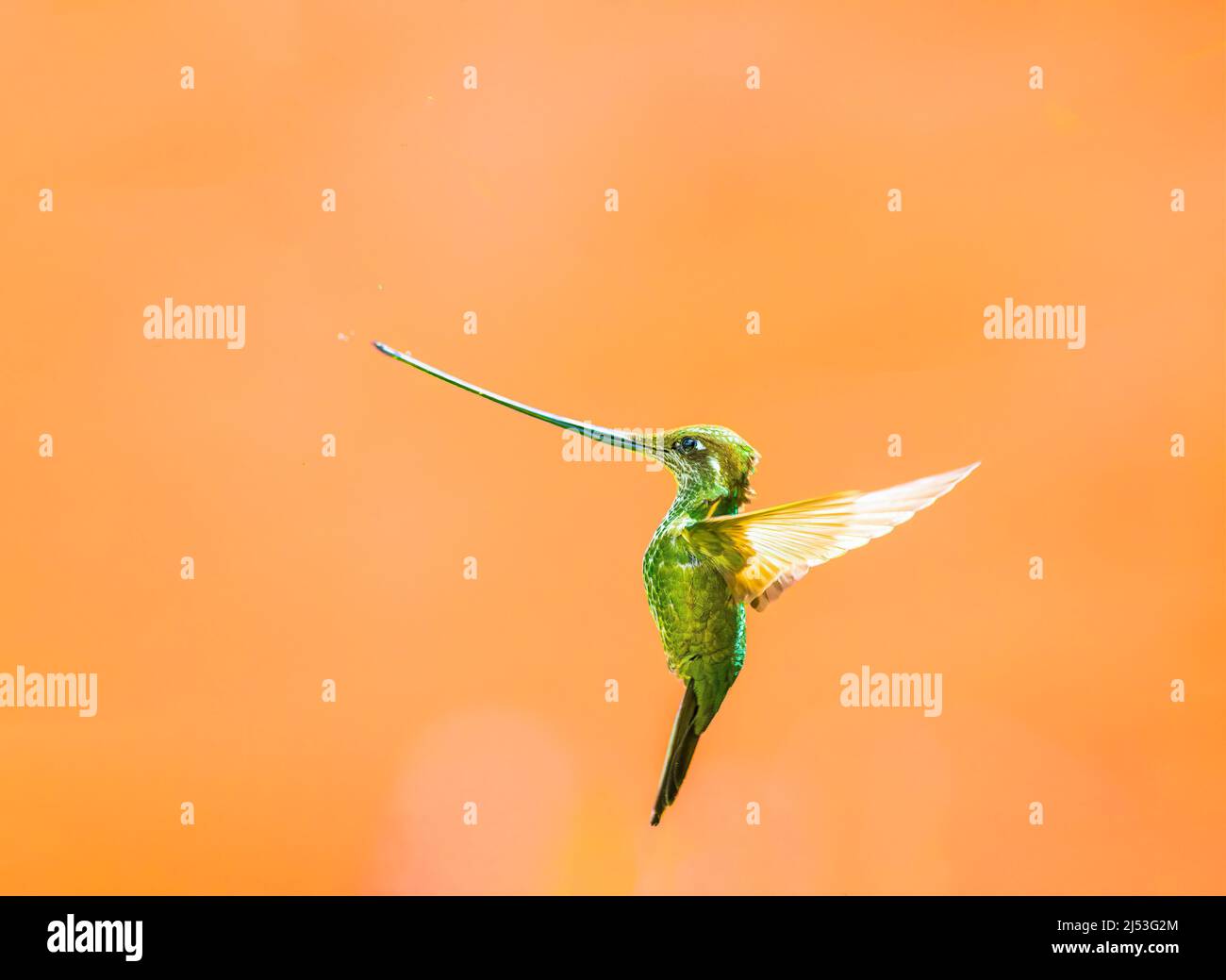 Yellow hummingbird hi-res stock photography and images - Alamy