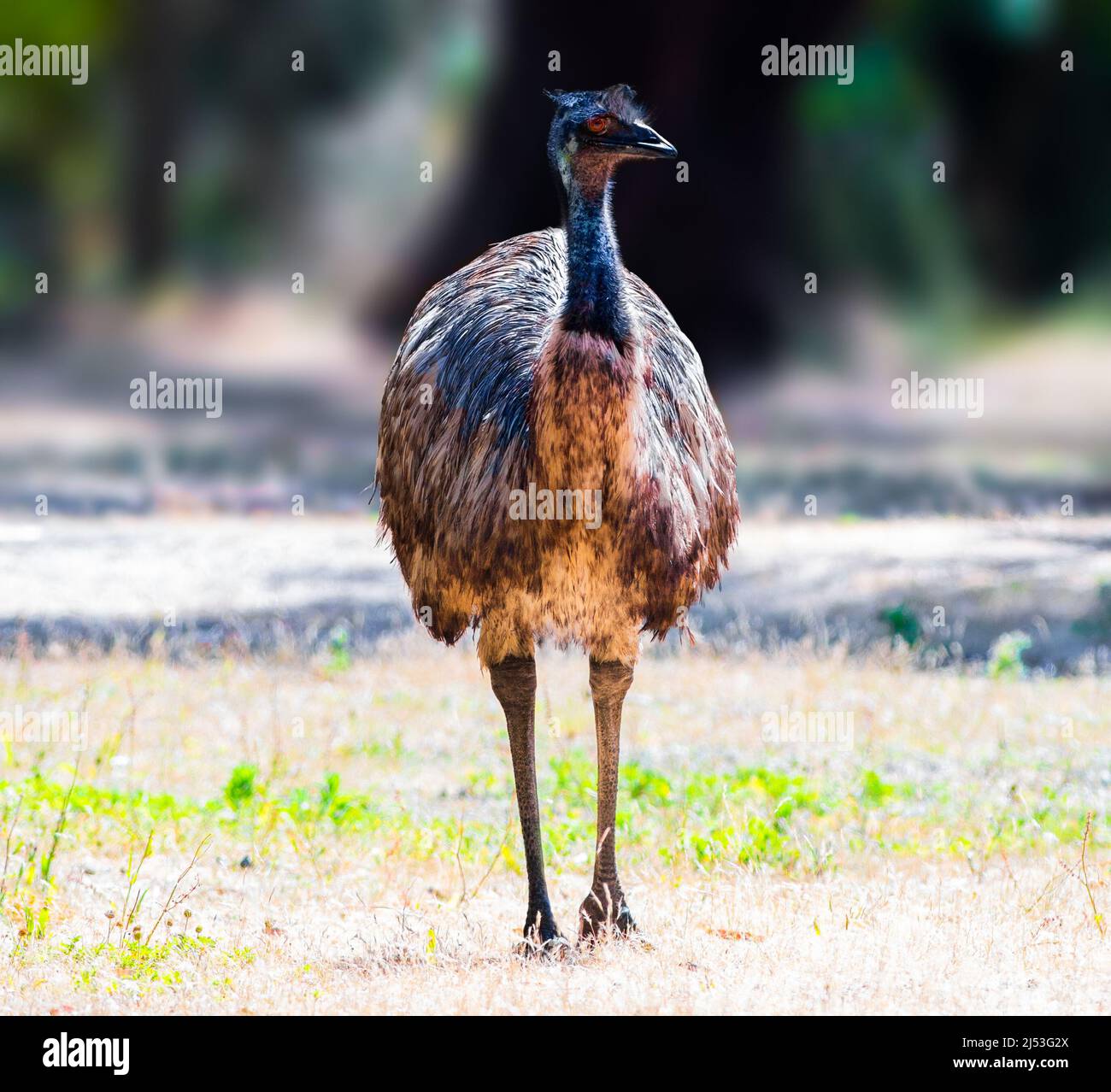 Emu bird taking a stroll in a park in Australia Stock Photo - Alamy
