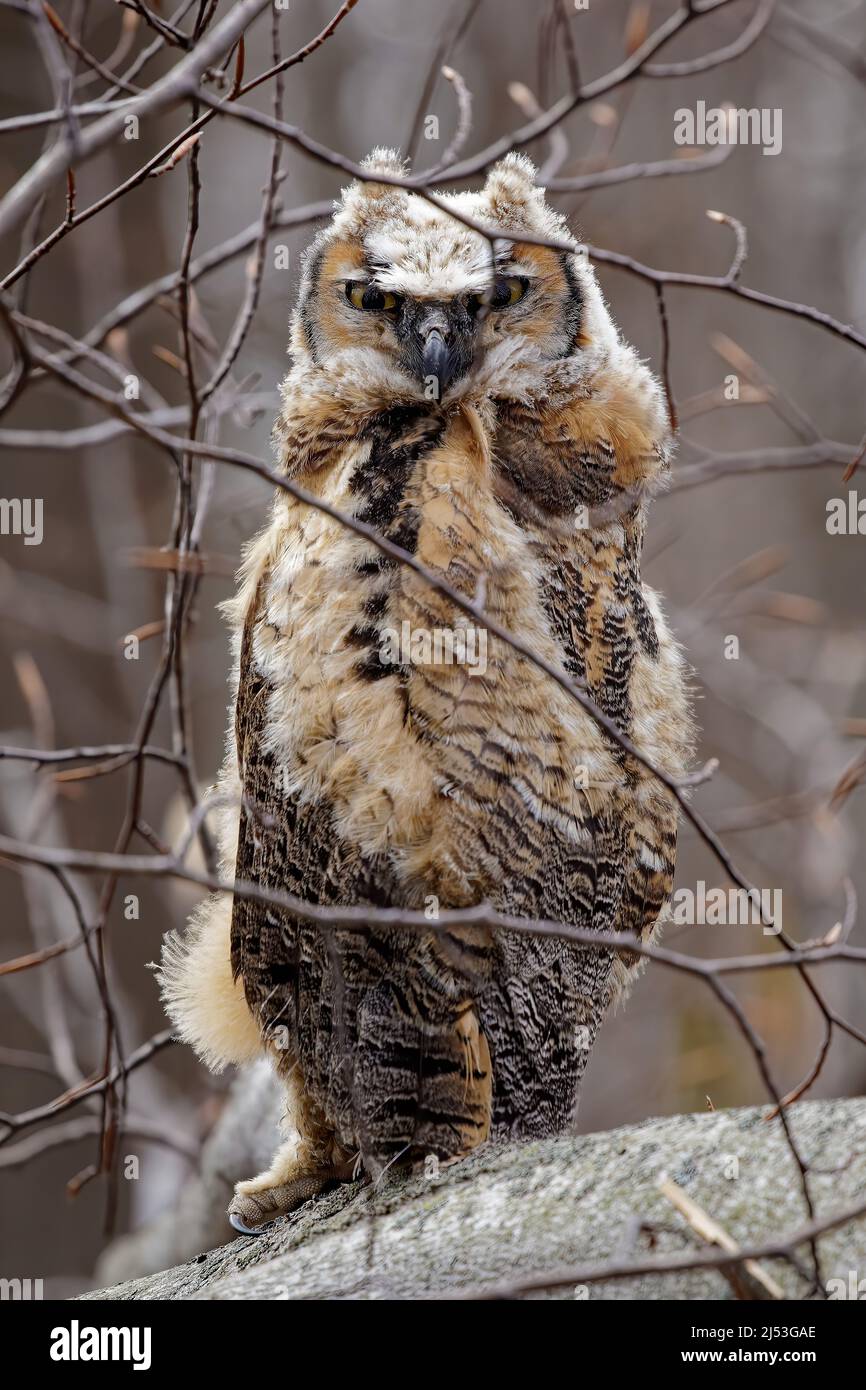 Young Great Horned Owl