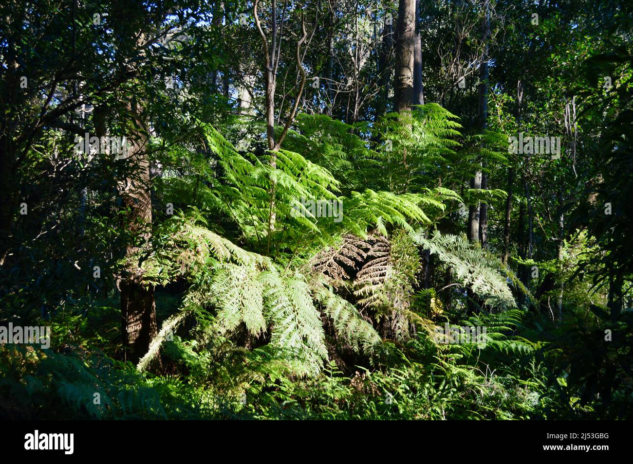 Lush green forest in mount hi-res stock photography and images - Alamy