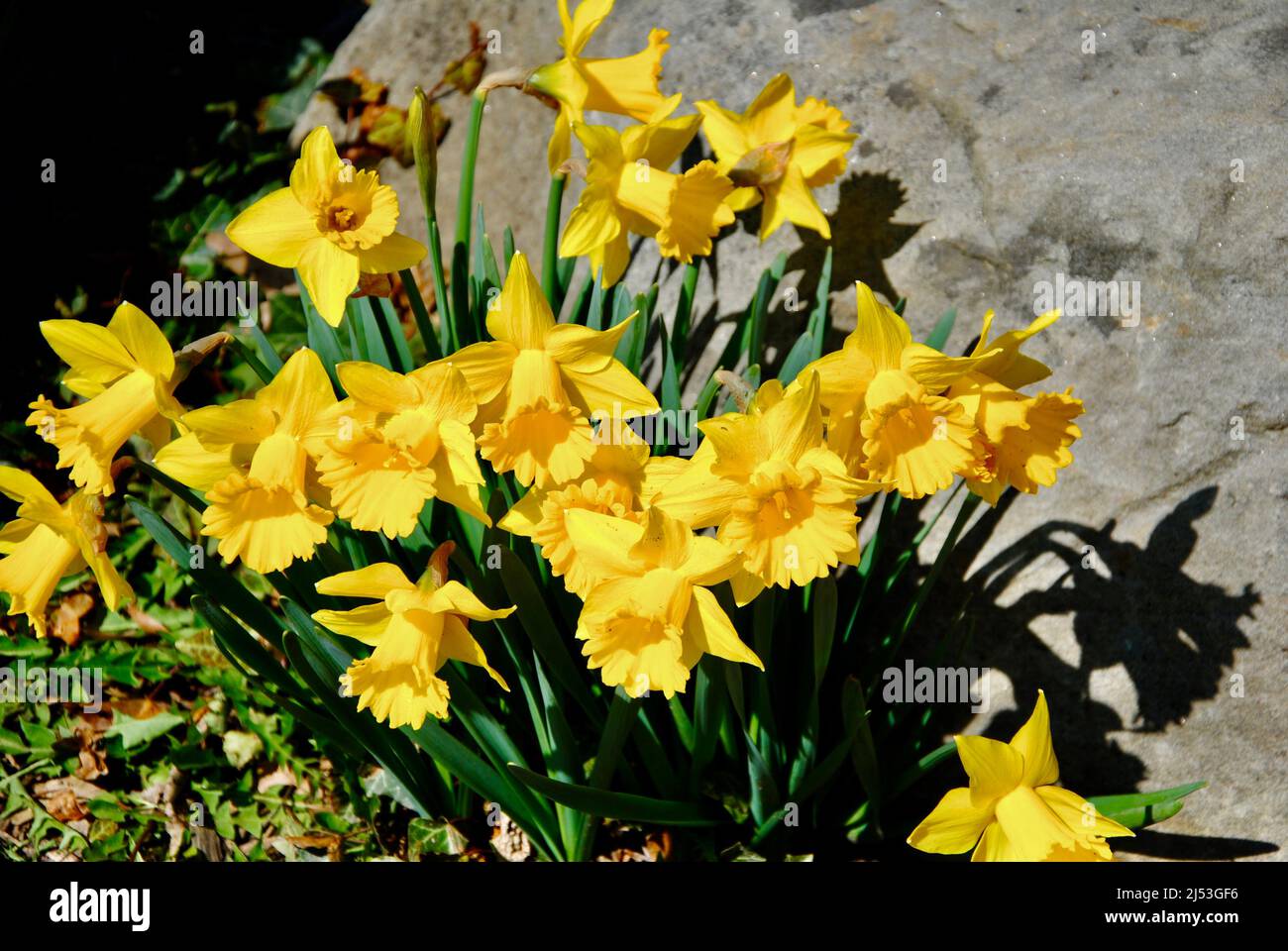 Early spring flowers in bloom Stock Photo - Alamy