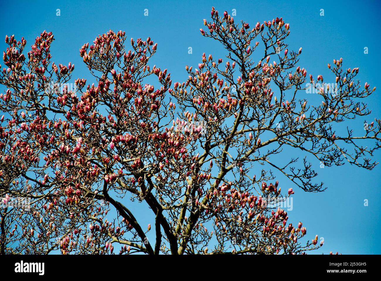 Magnolia tree in bloom hi-res stock photography and images - Alamy