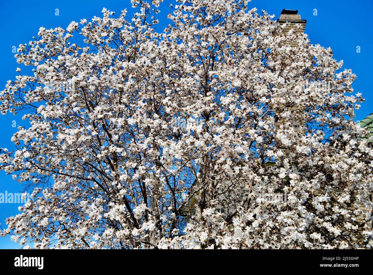 Magnolia tree in bloom hi-res stock photography and images - Alamy