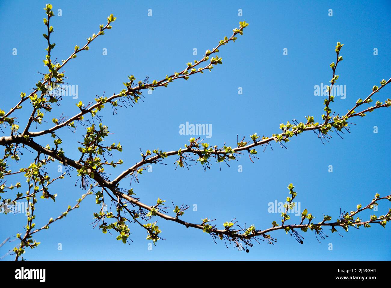 The first light green leaves on tree against blue sky in April in Ohio ...