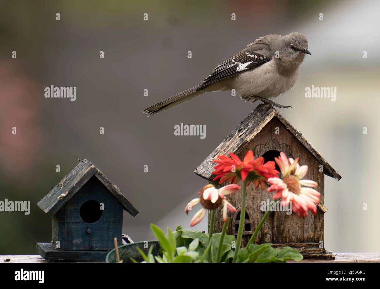 Northern Mockingbird on the roof of a bird house Stock Photo - Alamy