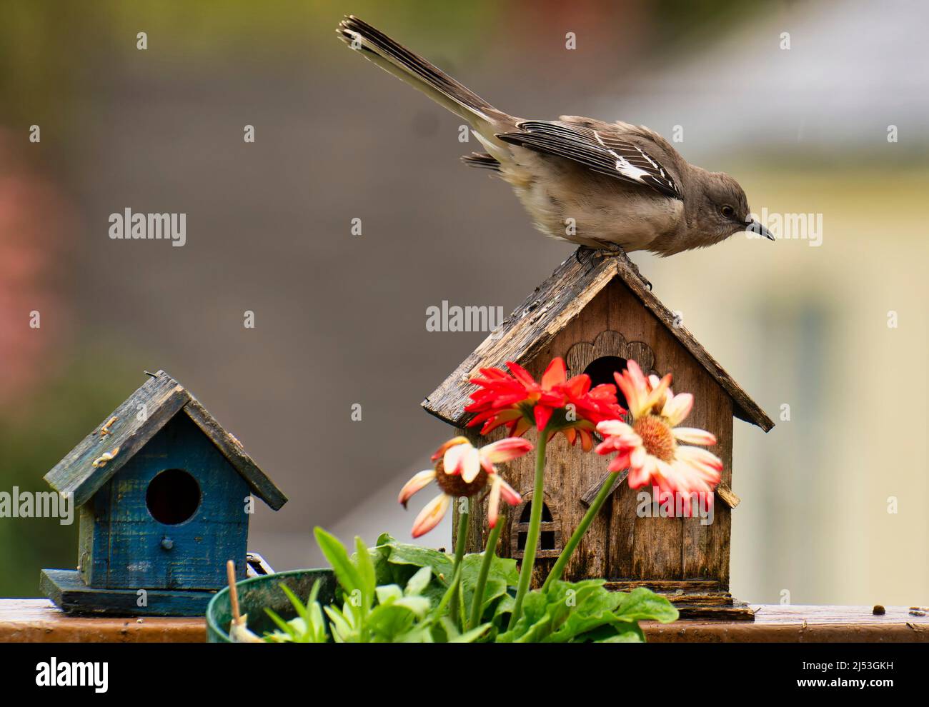 Northern Mockingbird on the roof of a bird house Stock Photo - Alamy