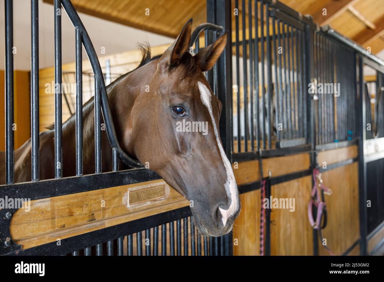Portrait of a horse standing in a stall Stock Photo - Alamy