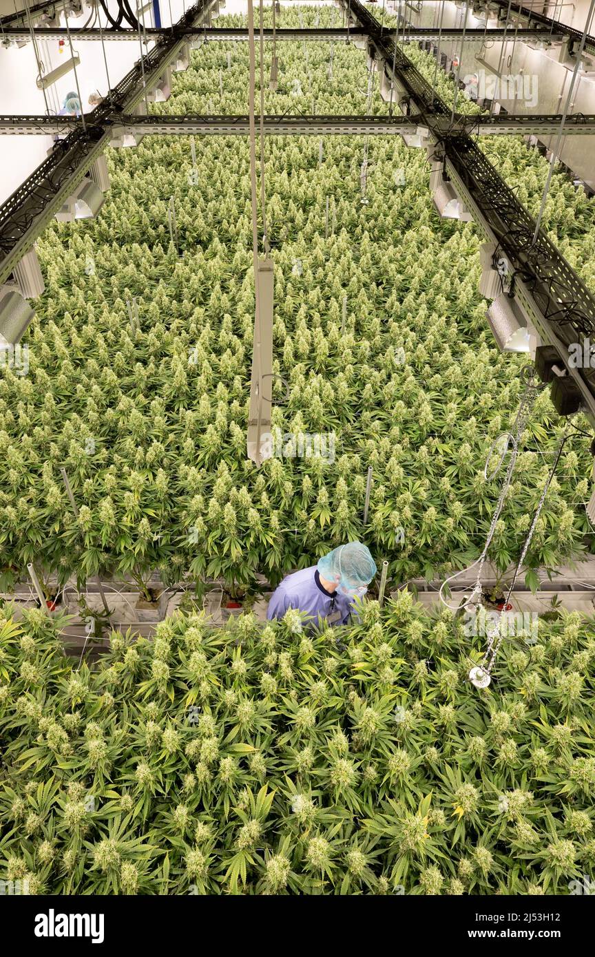 Ebersbach, Germany. 15th Mar, 2022. Cannabis plants grow in a flower ...