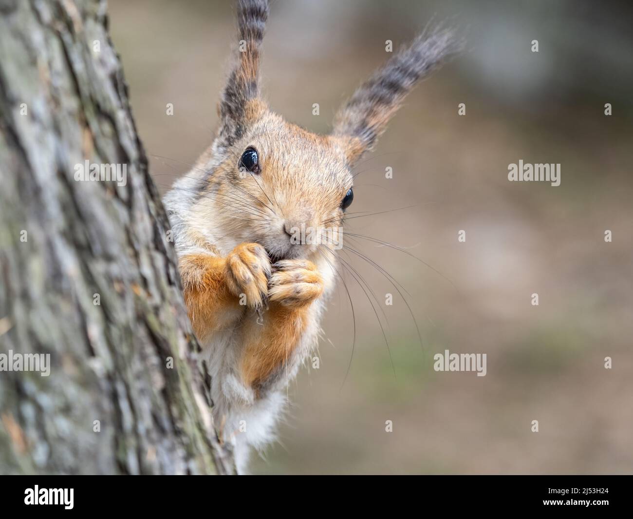 A squirrel with a fashionable hairstyle and lush wavy tassels on its ...