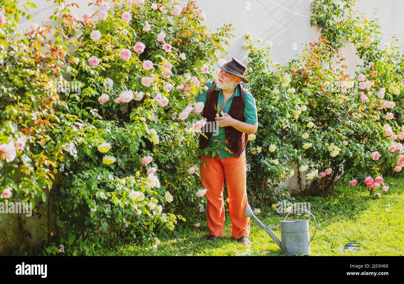 Senior old man in garden cutting roses flowers. Gardener grandfather ...