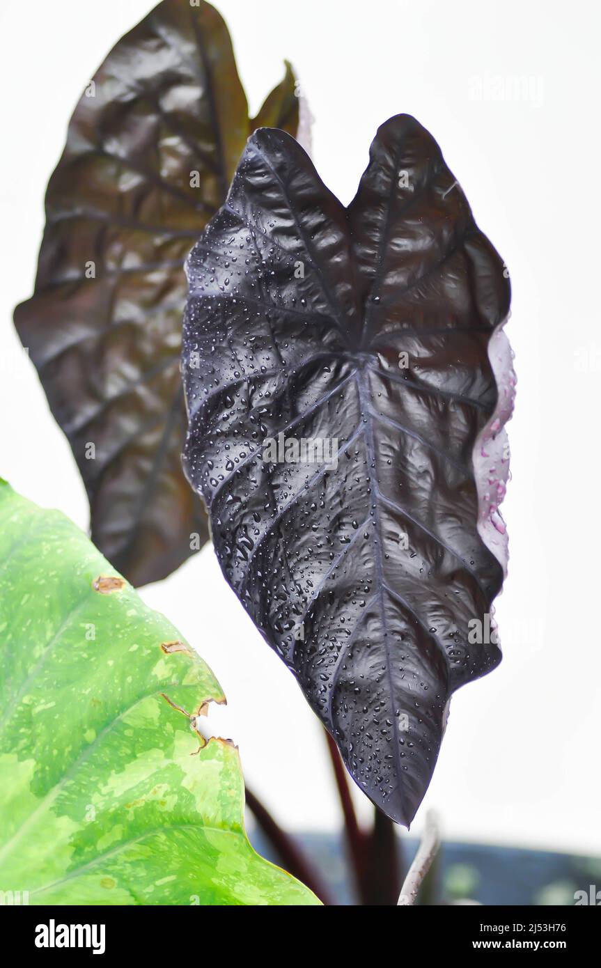 colocasia black ripple , Colocasia or black Colocasia plant and ...