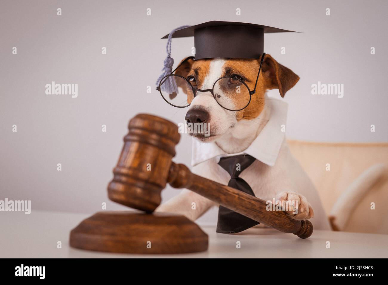 Dog jack russell terrier dressed as a judge and holding a gavel on a ...