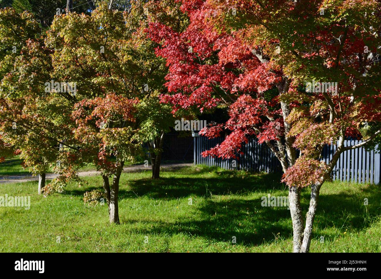 Colorful autumn trees on a nature strip in Katoomba, Australia Stock ...