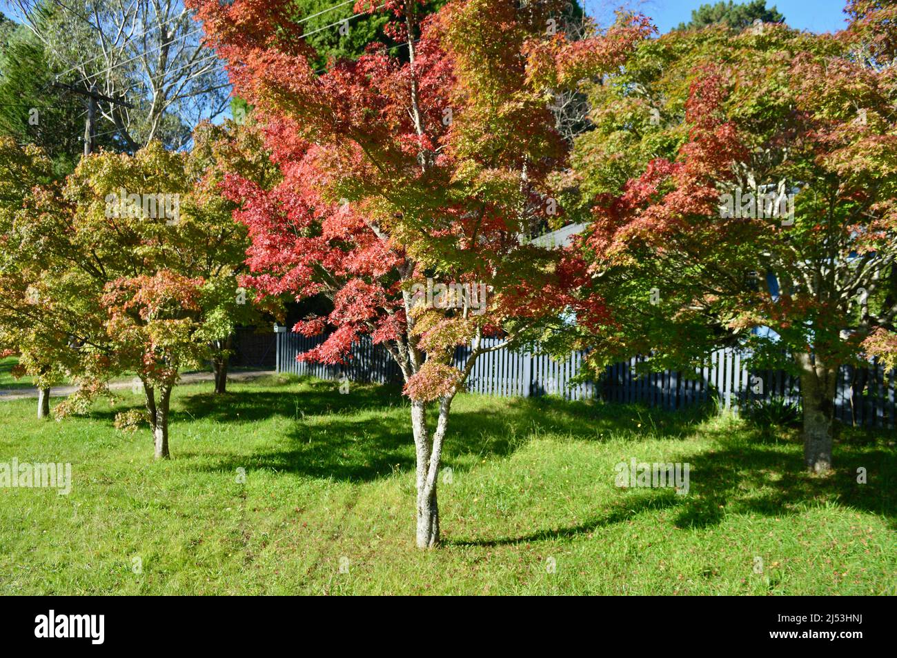 Trees on the nature strip in the Blue Mountains Stock Photo - Alamy
