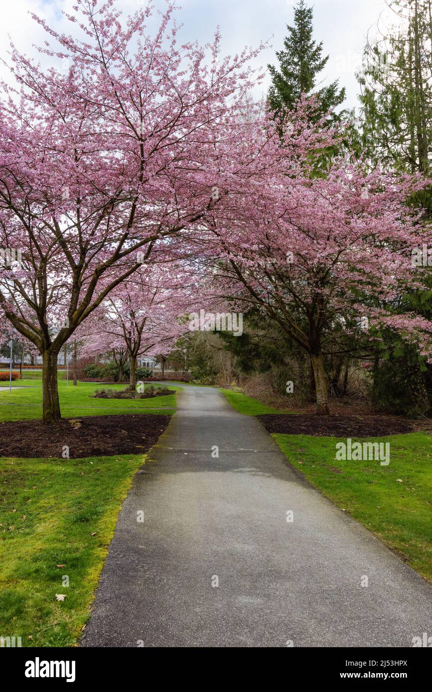 Cherry Blossom Trees over a scenic path in a neighborhood Stock Photo ...
