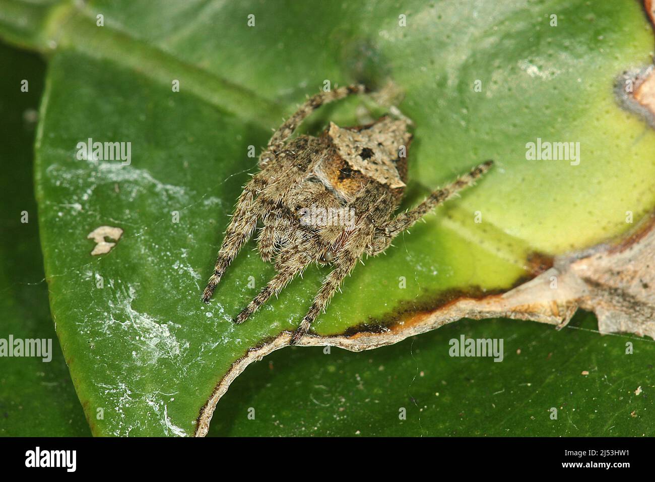 Knobbled orbweaver hi-res stock photography and images - Alamy
