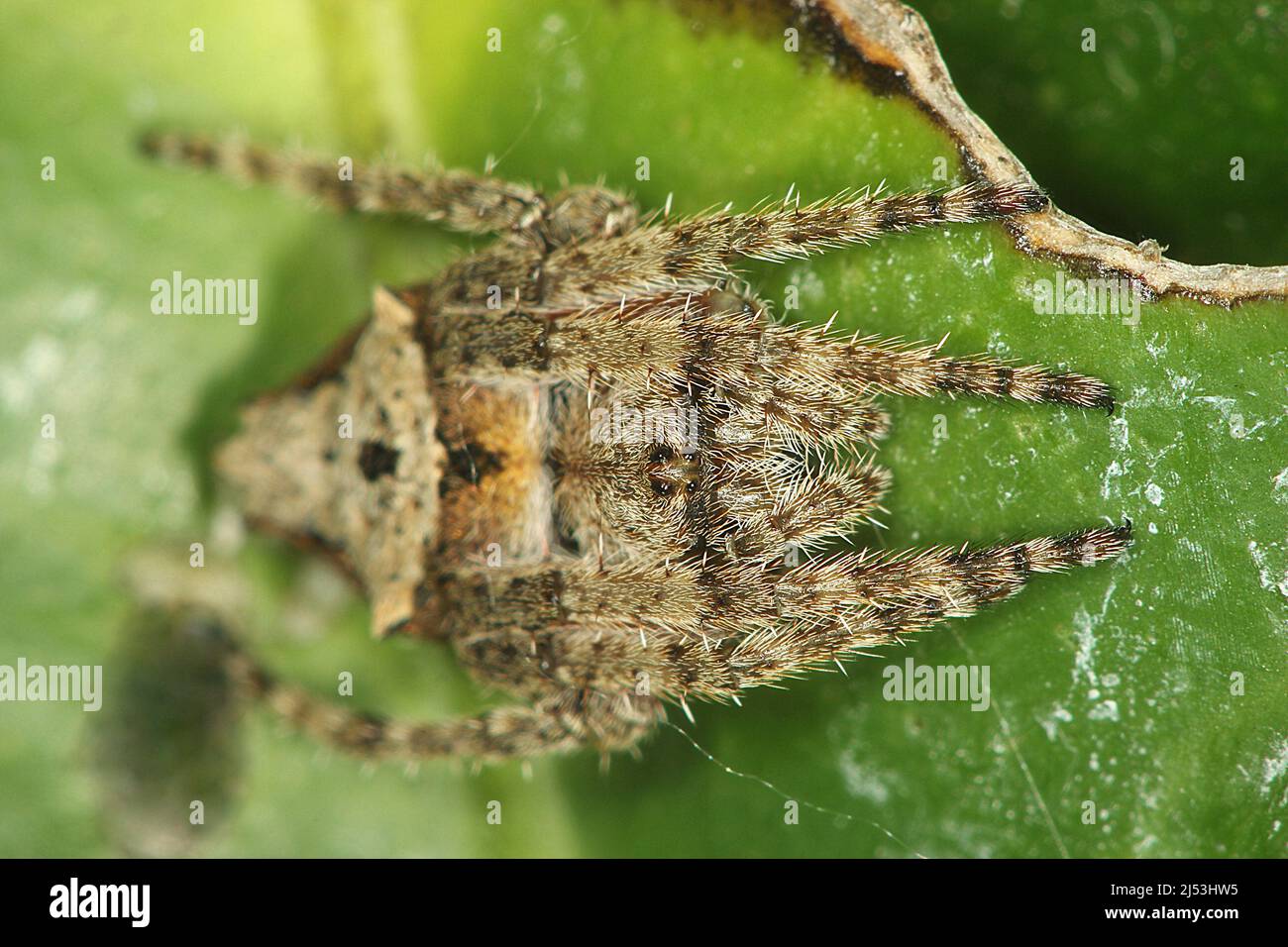 Knobbled orb weaver spider hi-res stock photography and images - Alamy