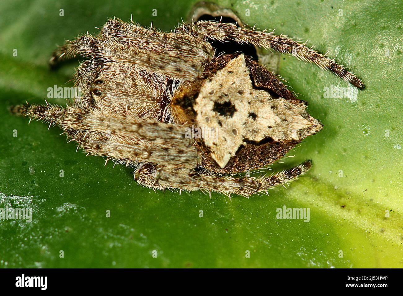 Knobbled orbweaver hi-res stock photography and images - Alamy