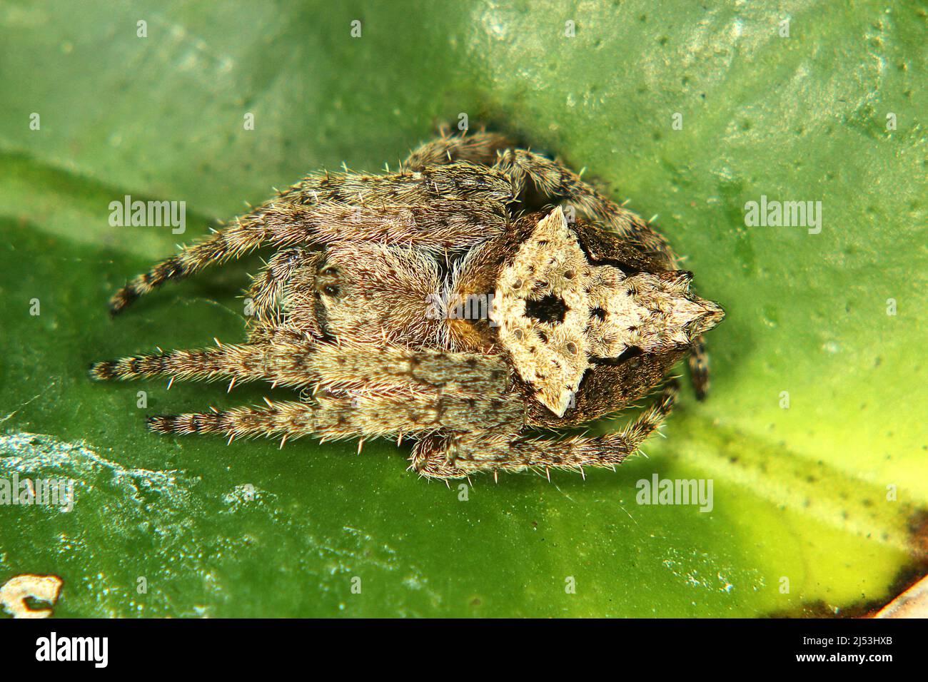 Knobbled orbweaver hi-res stock photography and images - Alamy