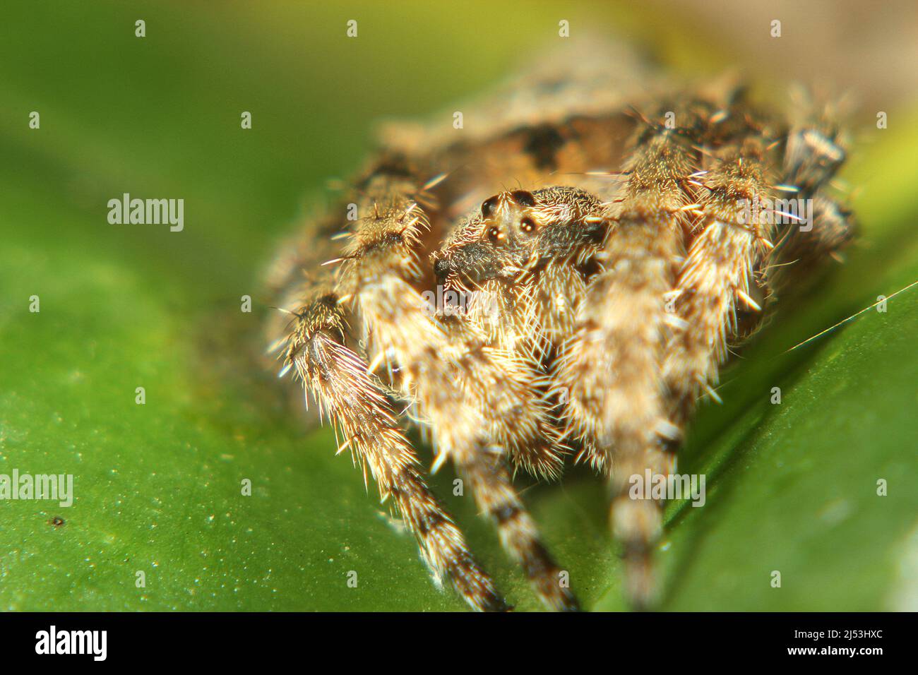 Pustuloides hi-res stock photography and images - Alamy
