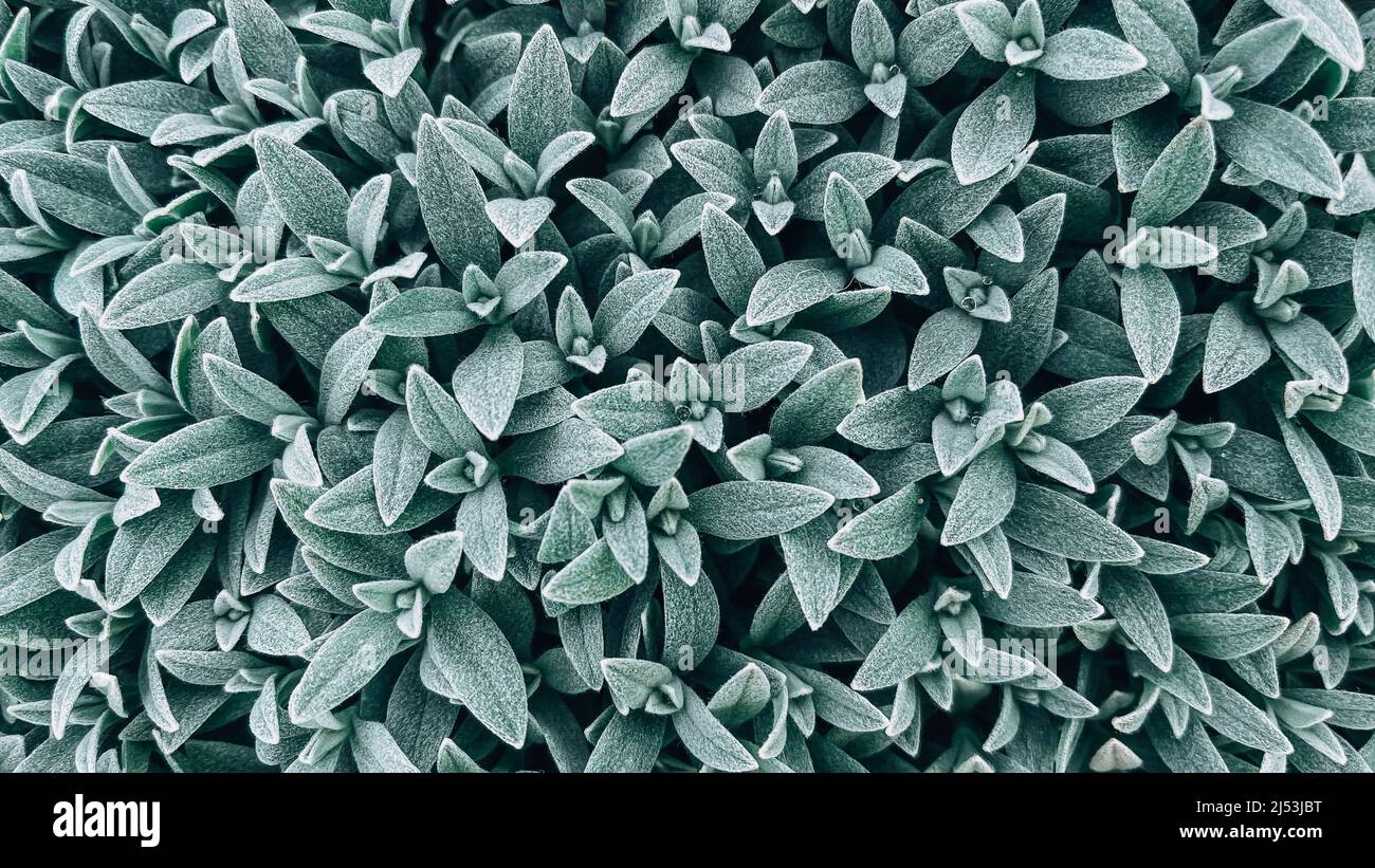 A natural background of fresh green leaves Stock Photo - Alamy