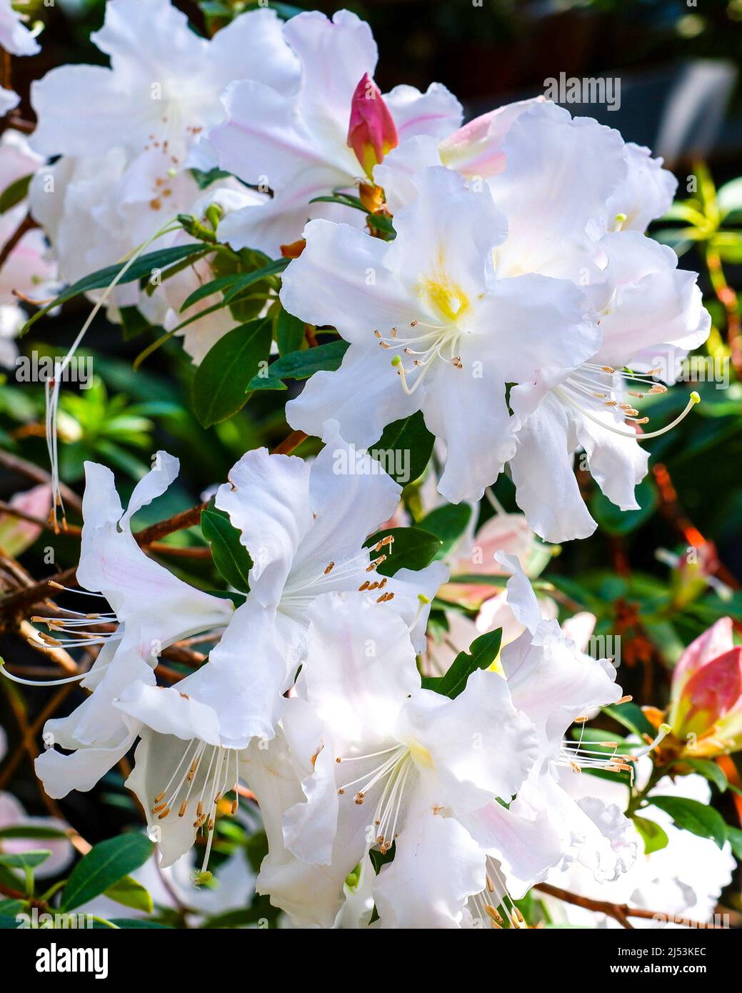 White rhododendron flowers in the garden. Close-up of a rhododendron ...