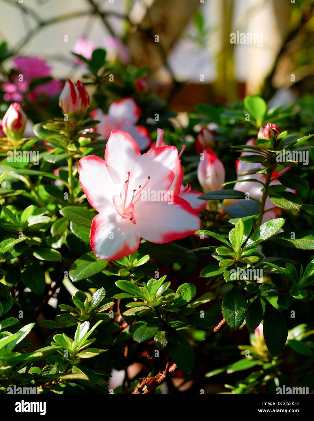 An unusual white rhododendron flower with a pink edge in the garden ...