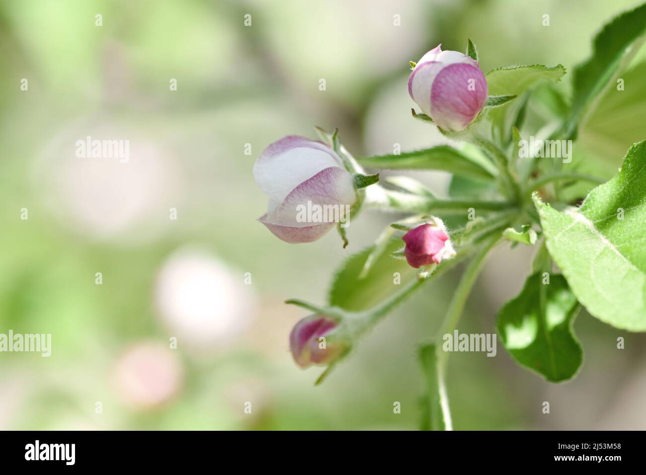 Blooming spring garden, blooming of fruit trees in spring time ...