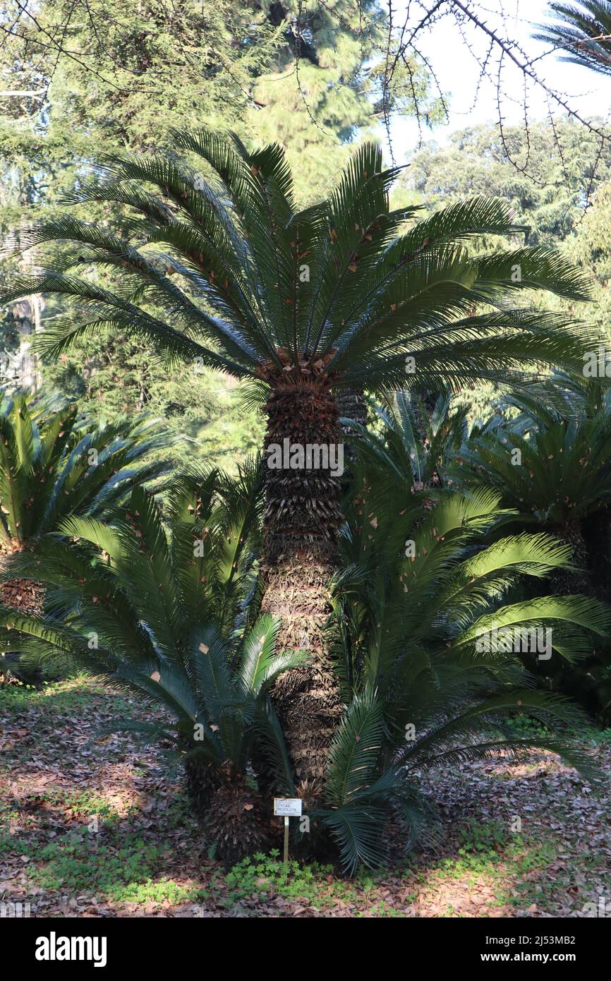 Napoli - Pianta di Cycas Revoluta nell'Orto Botanico Stock Photo - Alamy