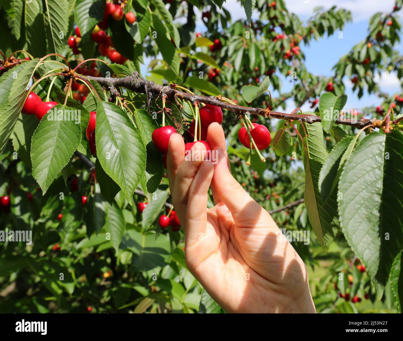 hand of young man who picks the big red ripe cherries from the cherry ...
