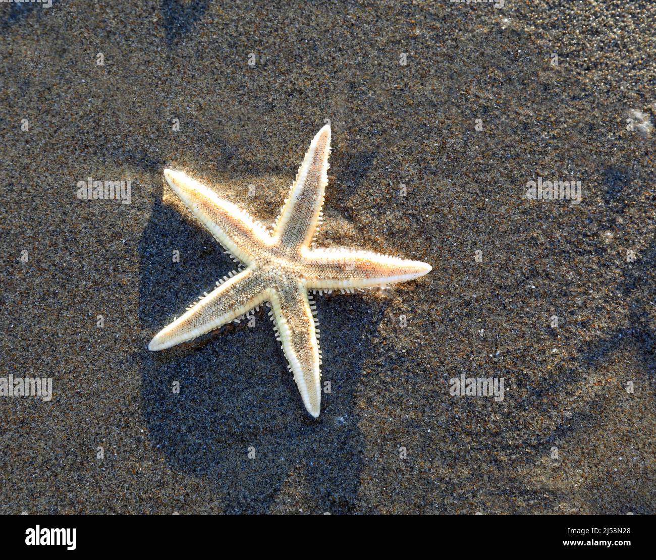 big white starfish on the beach by the sea Stock Photo - Alamy
