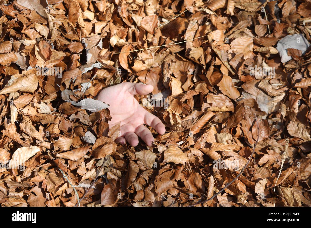 lifeless hand coming out of the pile of dry fallen leaves in the woods ...