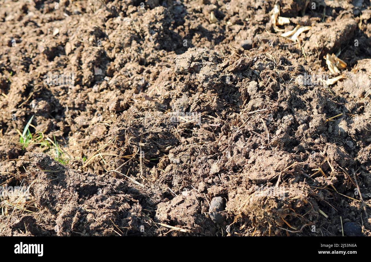 background of fresh manure just spread in the field to fertilize using ...