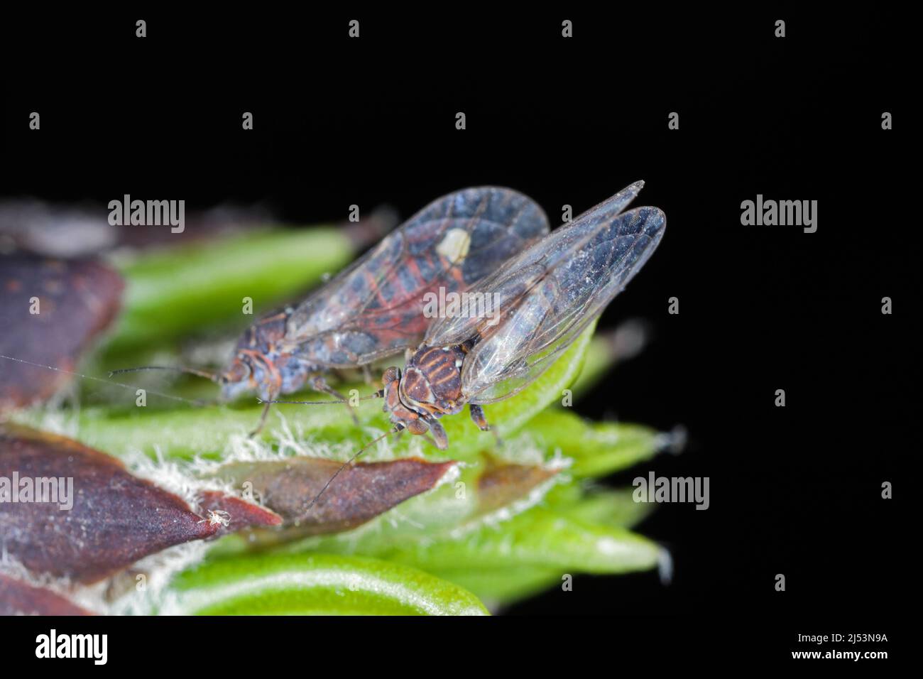Pear sucker Cacopsylla pyrisuga is a pest of European pear - Pyrus ...