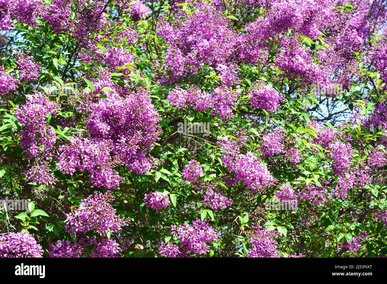 Purple Lilac flowers as a natural background. Blooming bush of purple ...