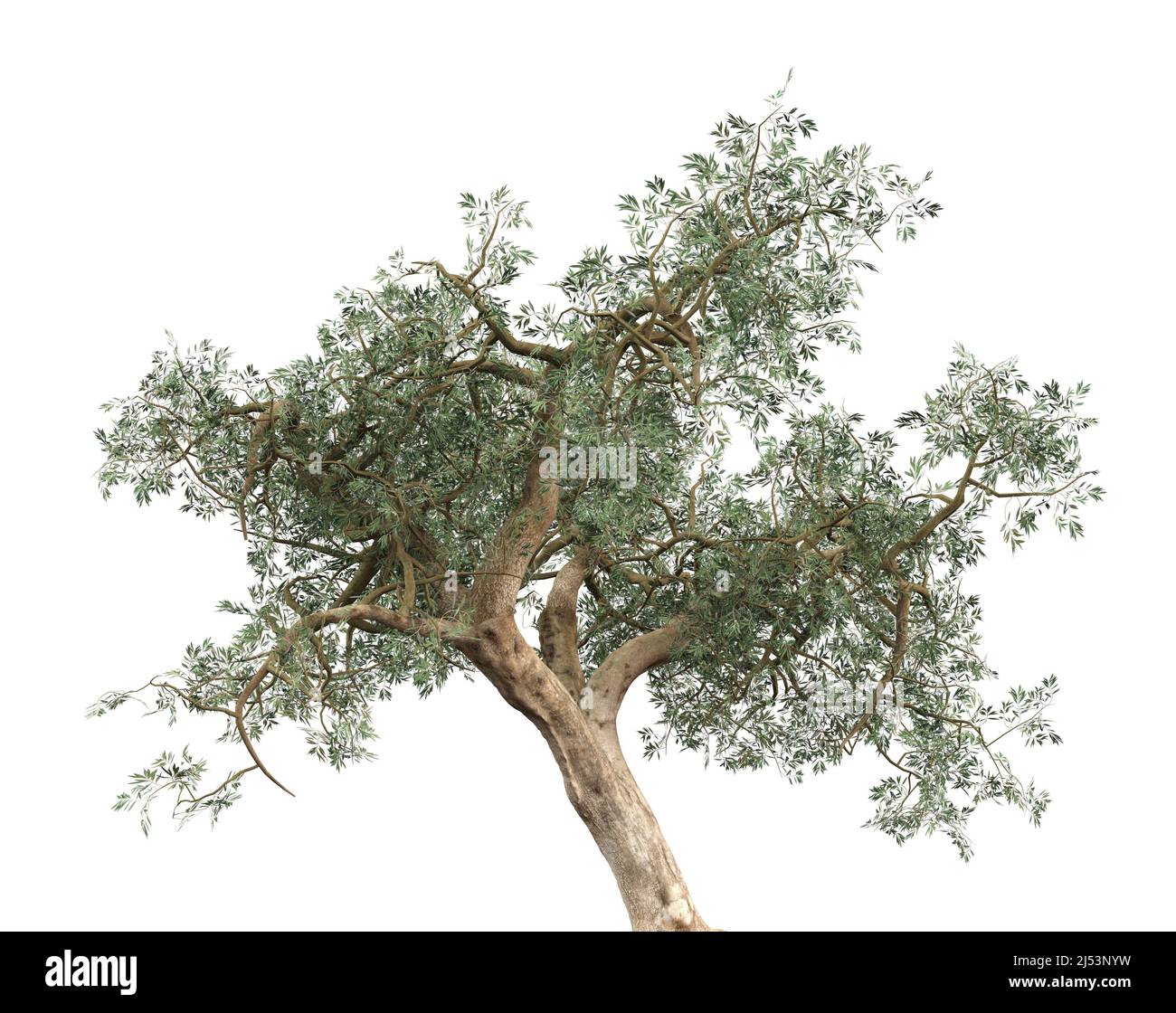 Detailed olive tree with green leaves isolated on white, 3D ...